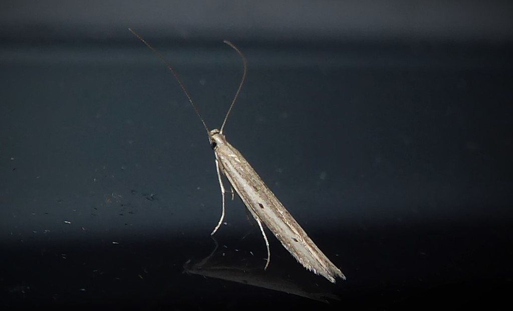 Batrachedra from Waikouaiti, New Zealand on January 15, 2022 at 10:06 ...