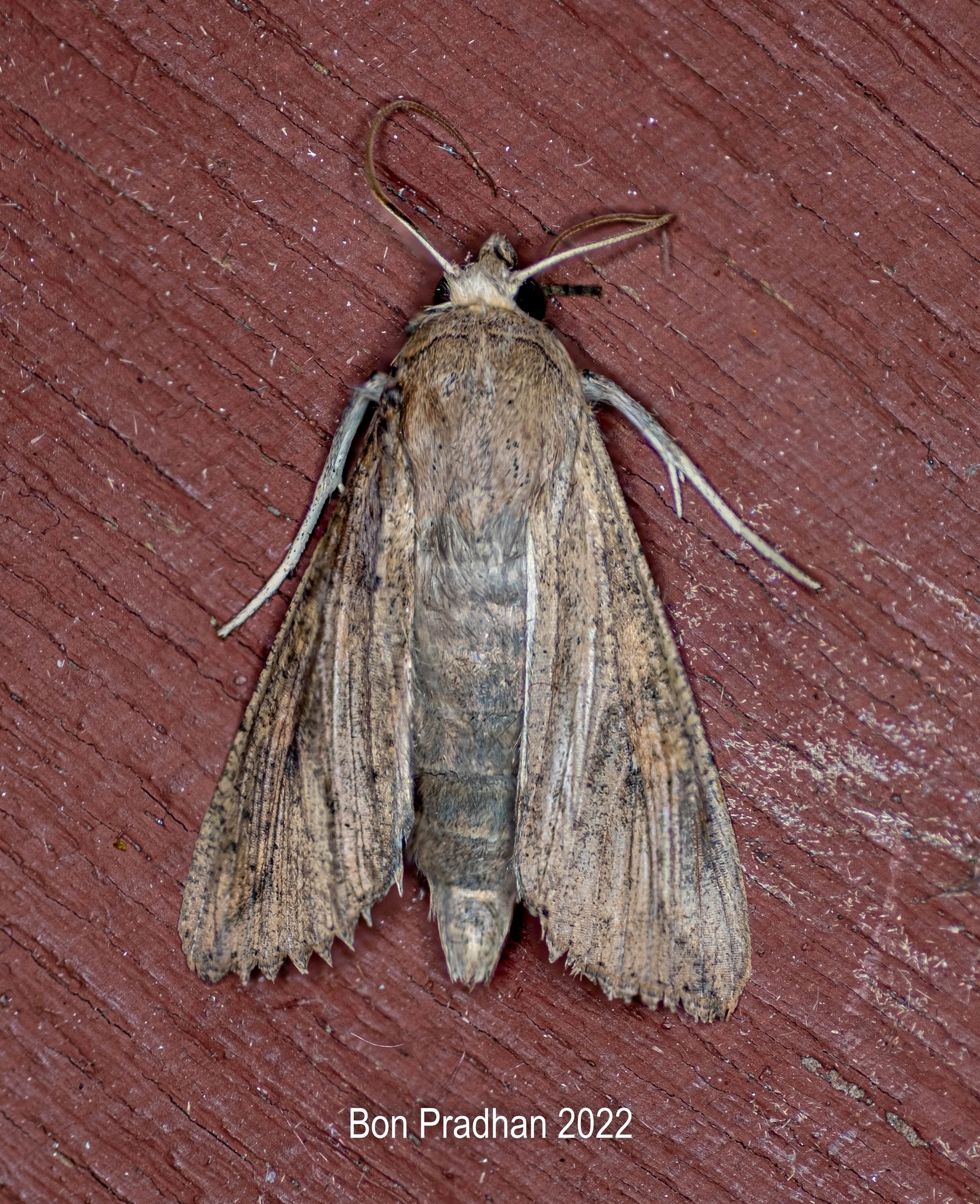 Mythimna separata (Walker, 1865)