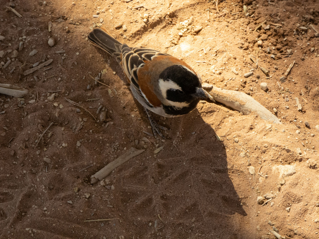 Cape Sparrow from Sesriem, Namibia on October 04, 2021 at 10:30 AM by ...