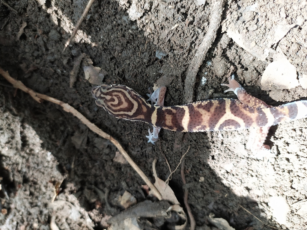 Yucatán Banded Gecko from Angel R. Cabada, Ver., México on January 14 ...