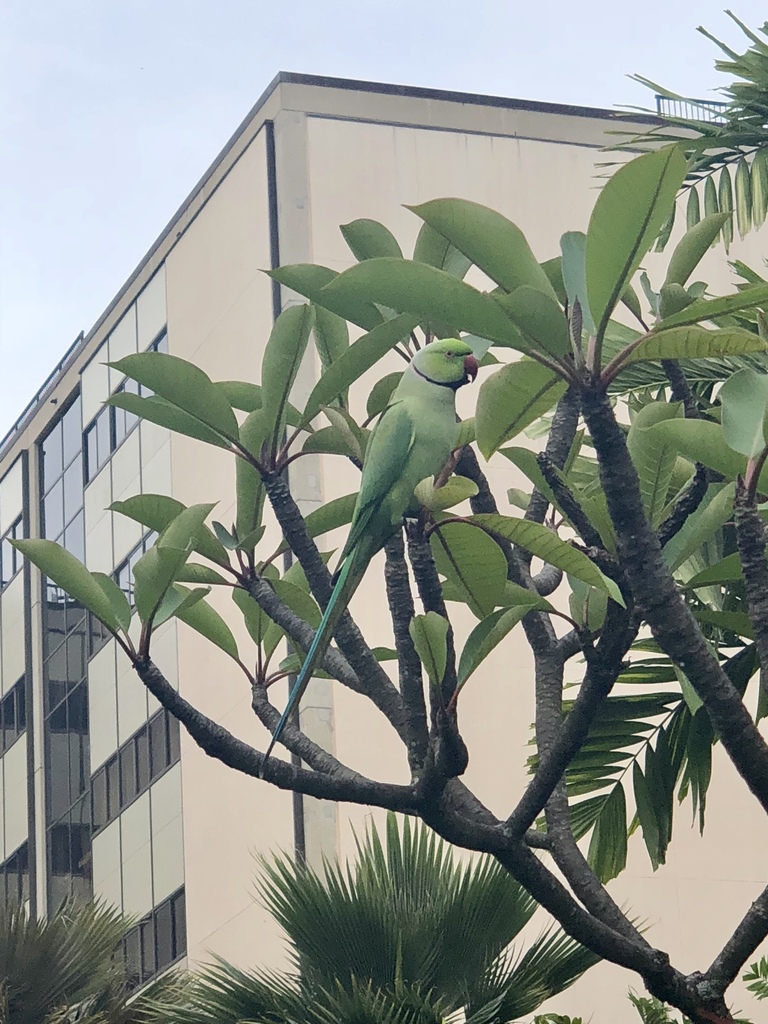 Rose-ringed Parakeet from The Queen's Medical Center, Honolulu, HI, US ...