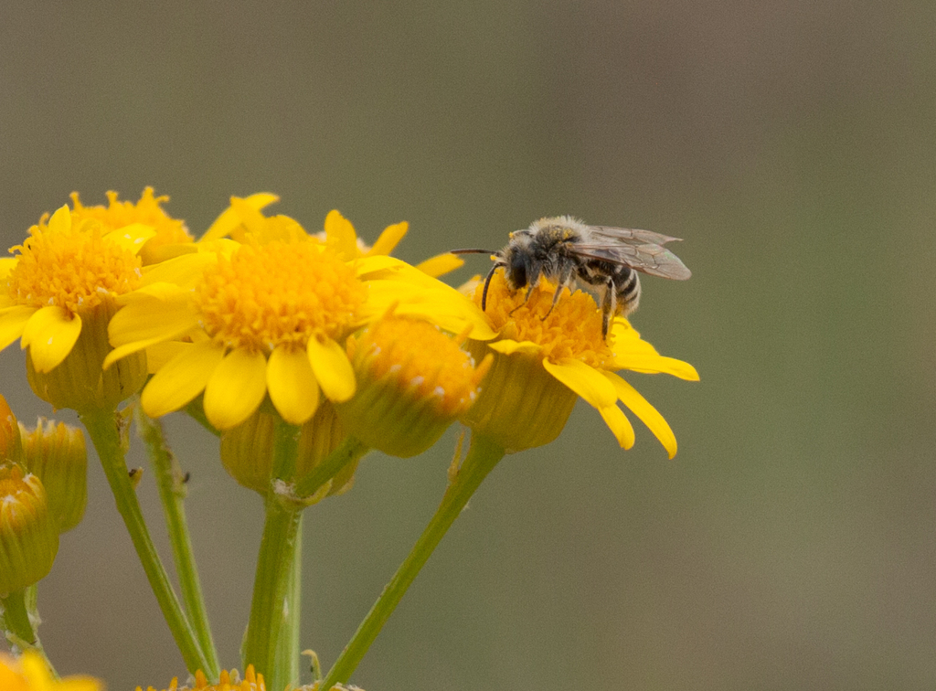 Ligated Furrow Bee from Adams County, CO, USA on May 7, 2018 at 05:03 ...