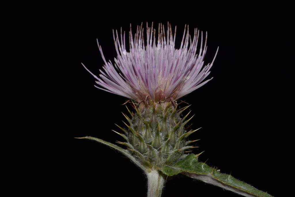 Wheeler's thistle from Garfield County, UT, USA on June 30, 2017 at 07: ...