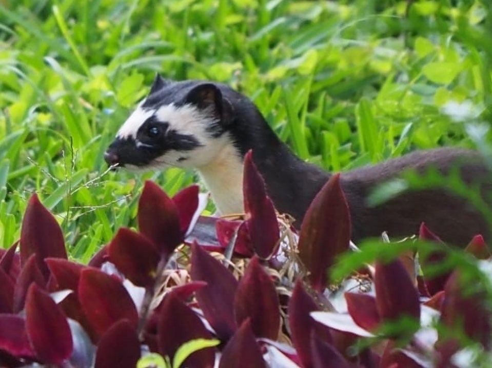 Long-tailed Weasel from 6a Avenida, San Lucas Toliman, Solola, GT on ...