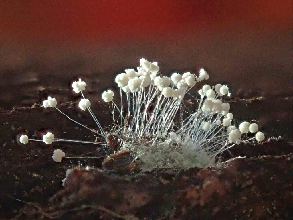 Aspergillus candidus from Portobello Park, Orléans, Ottawa, ON, Canada ...