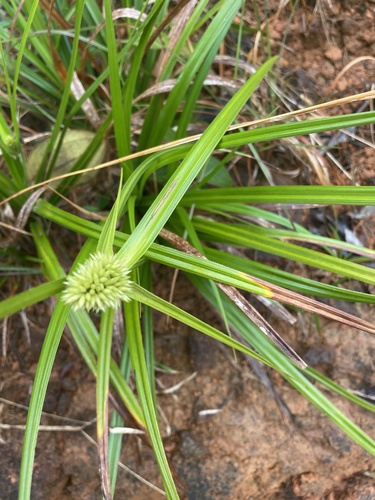 Cyperus cephalotes · iNaturalist