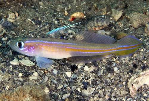 Góbido lista amarilla (Microgobius carri) · iNaturalist Mexico