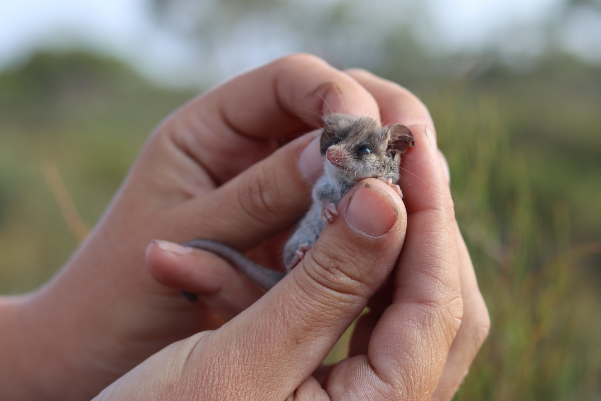 Cercartetus lepidus (Thomas, 1888)