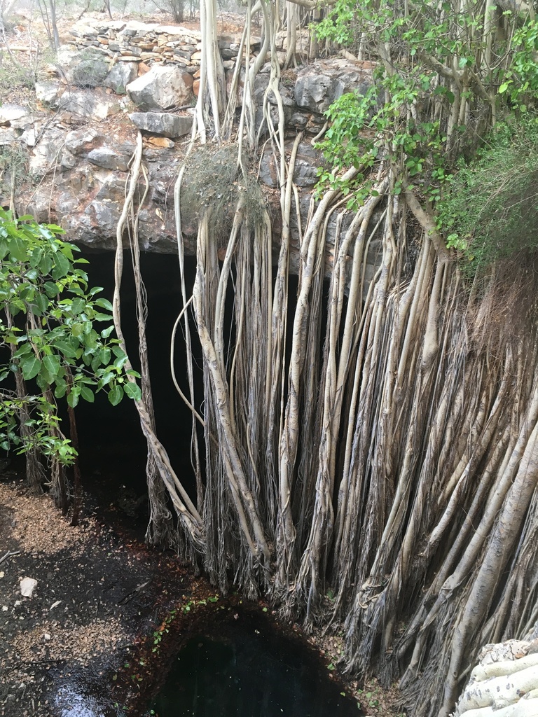 Ficus grevei from Tsimanampetsotsa, MG-TL-AF, MG-TL, MG on January 8, 2022 at 06:00 PM by ...