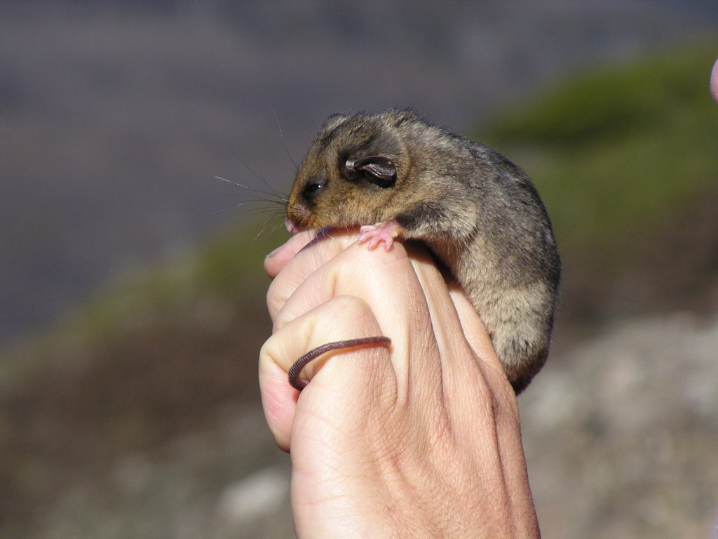 Mountain Pygmy Possum (Burramys parvus) - Know Your Mammals