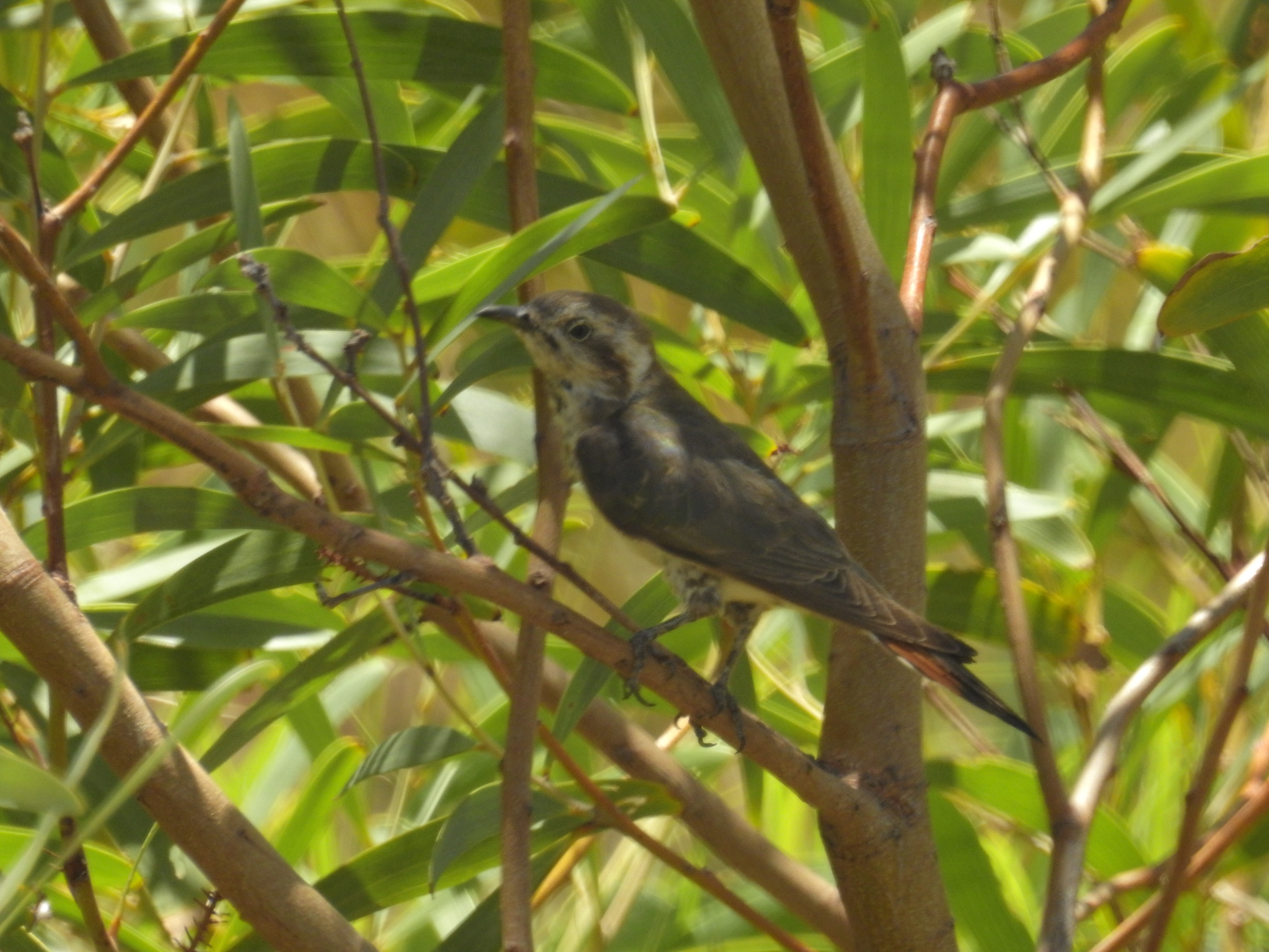 Chrysococcyx basalis (Horsfield, 1821)