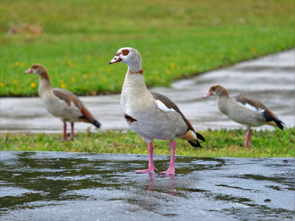 Egyptian Goose from Melbourne, FL, USA on January 16, 2022 at 11:15 AM ...