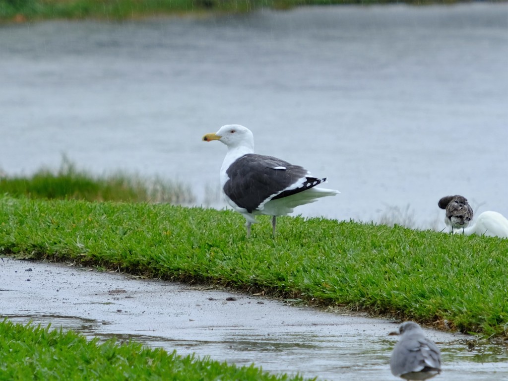 Great Black-backed Gull from Melbourne, FL, USA on January 16, 2022 at ...