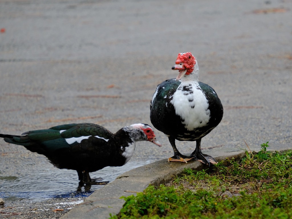 Domestic Muscovy Duck from Melbourne, FL, USA on January 16, 2022 at 11 ...