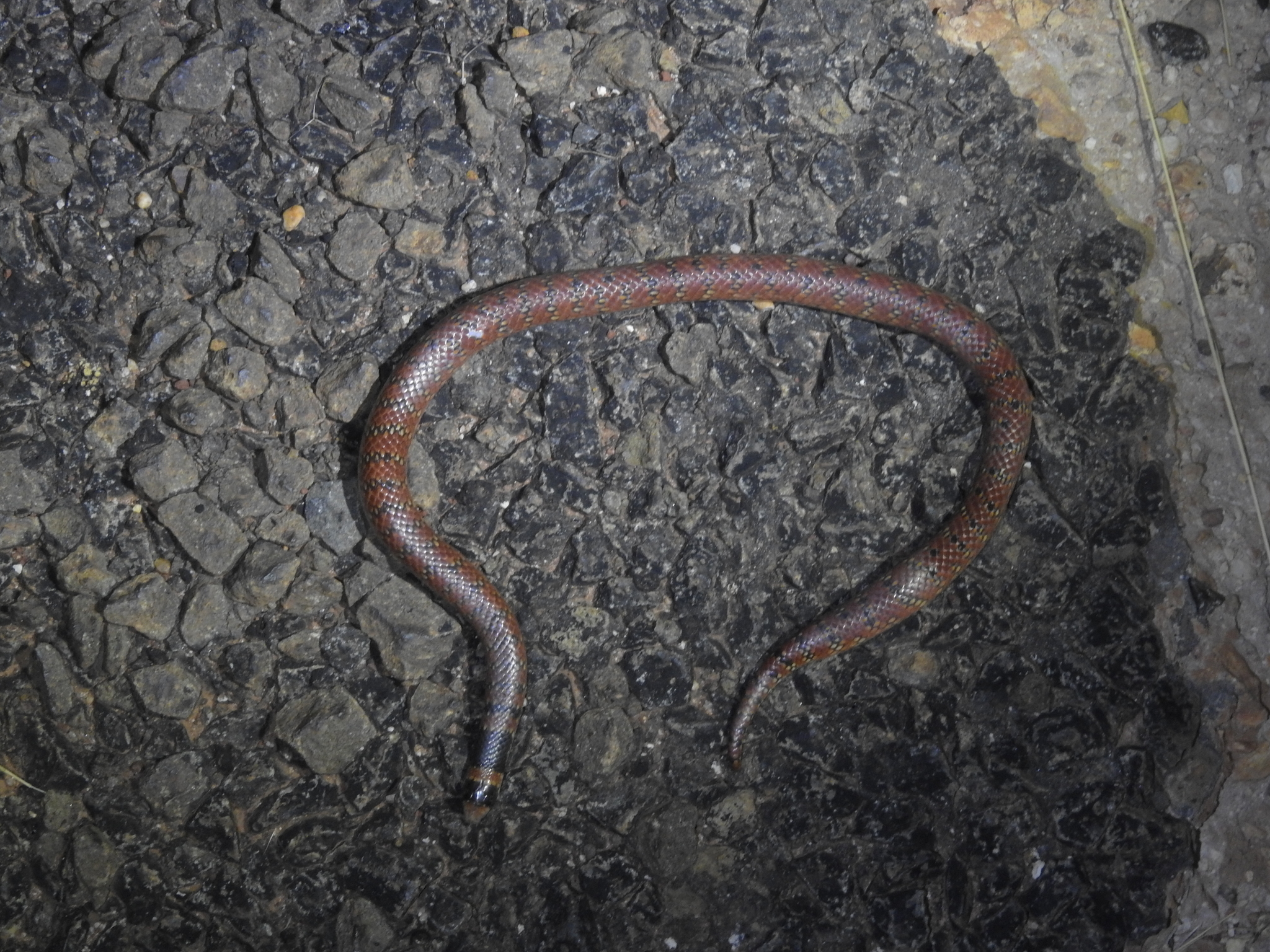 Brachyurophis australis (Krefft, 1864)