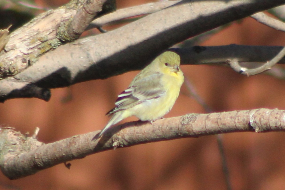 Spinus psaltria hesperophilus (Oberholser, 1903)