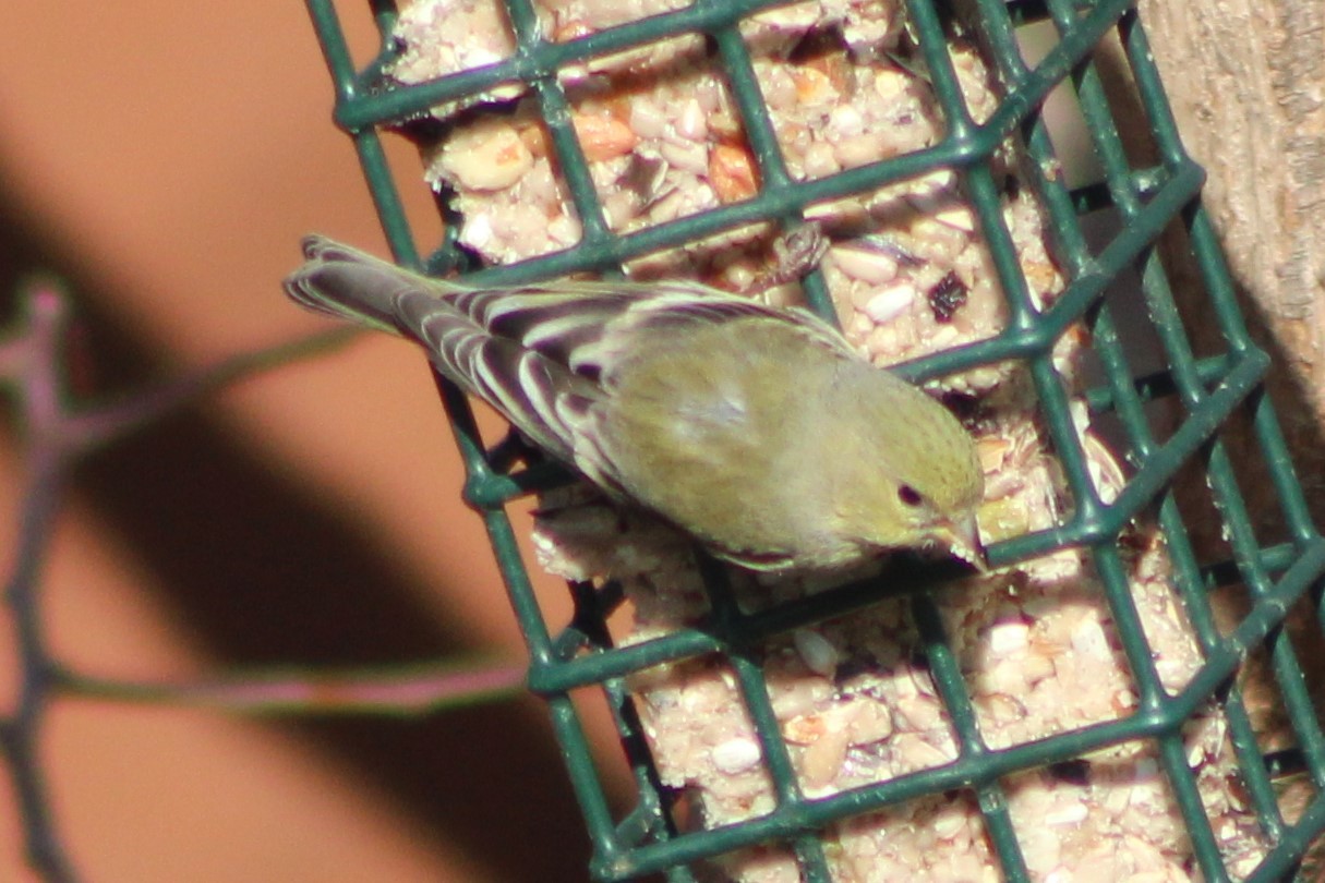 Spinus psaltria hesperophilus (Oberholser, 1903)