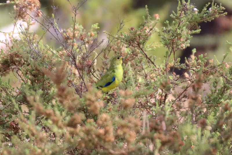 Neophema elegans (Gould, 1837)