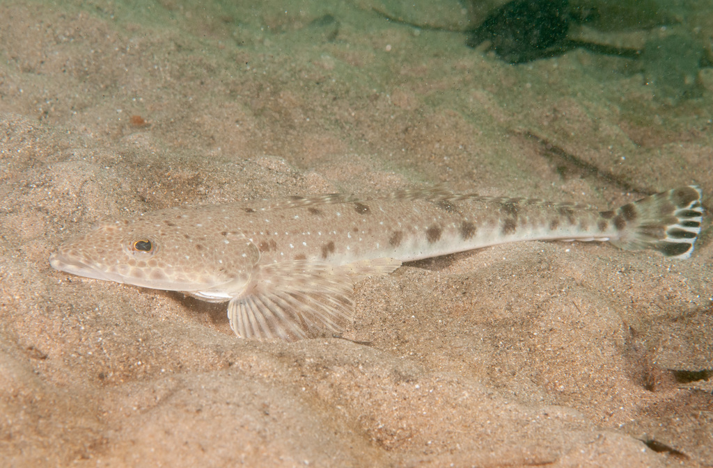 Longspine Flathead (Fishes of Chowder Bay, Sydney, Australia) · iNaturalist