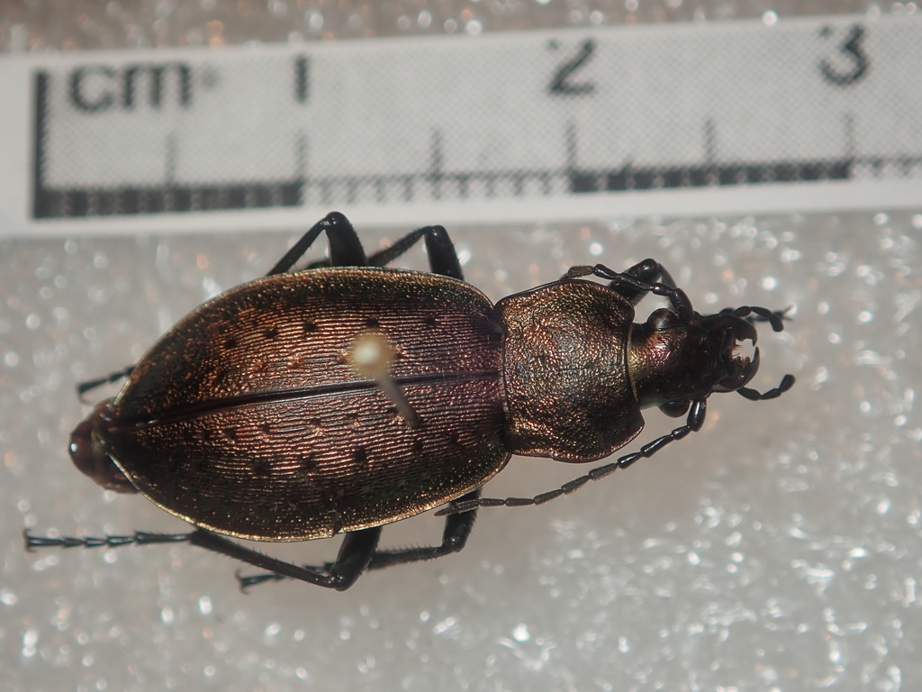 Carabus sylvestris haberfelneri in June 1983 by Dr. Guido Bohne. leg ...