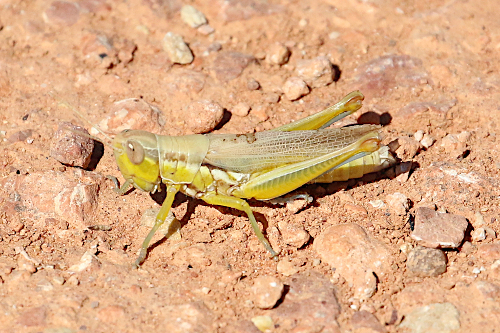 Bermius from Minilya WA 6701, Australia on May 03, 2017 at 11:37 AM by ...