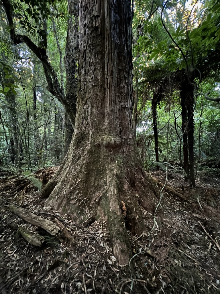 totara from Pureora Forest Park, Pureora Forest Park, Manawatu-Wanganui ...