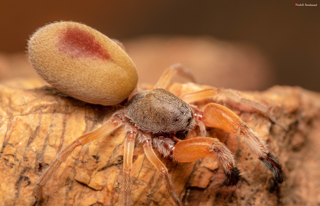 Ikuma from Alexander Bay, South Africa on July 11, 2021 at 01:36 PM by ...
