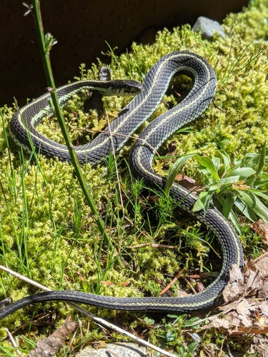 Puget Sound Garter Snake (Thamnophis sirtalis pickeringii) - Snakes and ...
