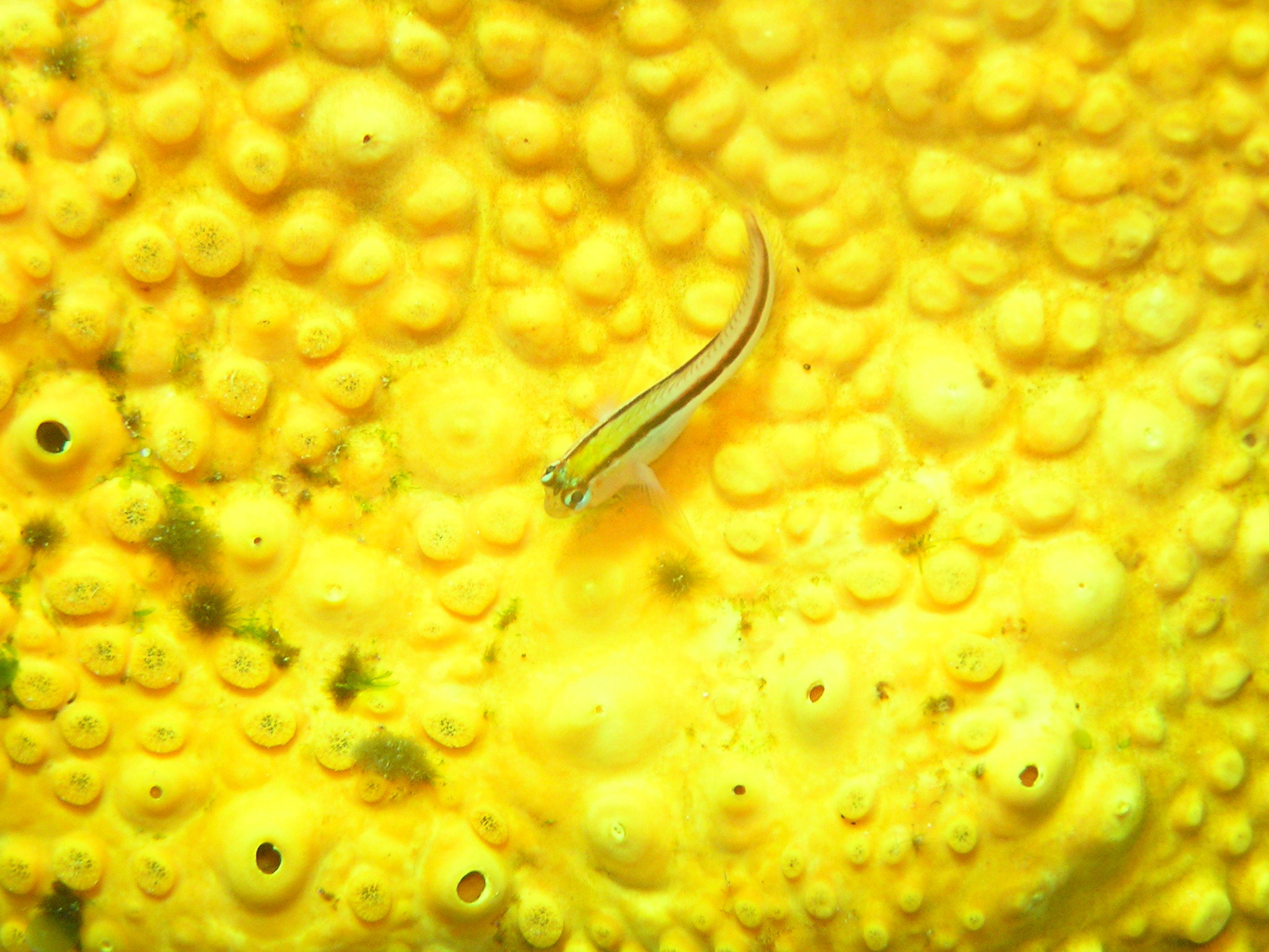 Cliona Boring Sponge