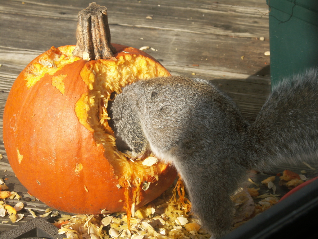Eastern Gray Squirrel from Closter, NJ 07624, USA on November 27, 2008 ...
