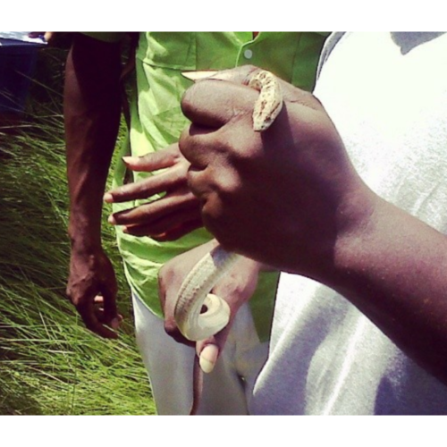 Antiguan Racer (Alsophis antiguae) - Snakes and Lizards