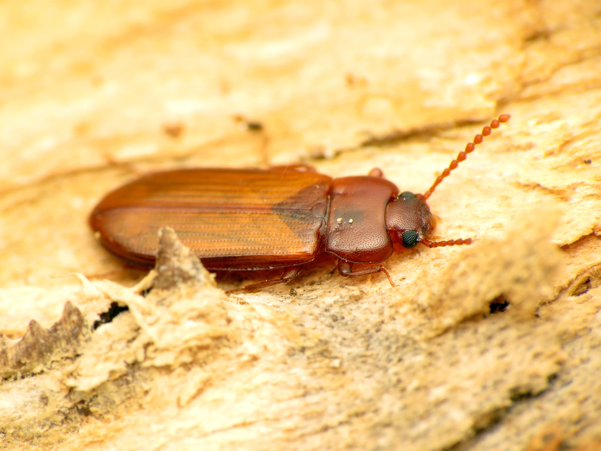 Adelina Dejean, 1835