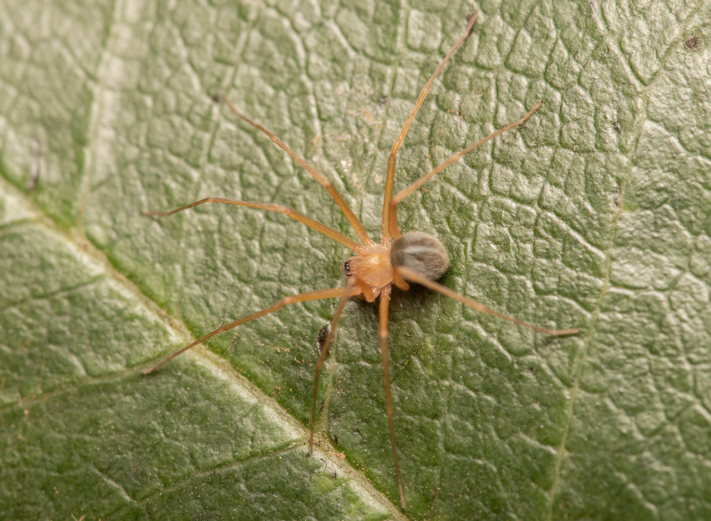 Dalmasula goblin spiders from Sendelingsdrif, South Africa on July 17 ...