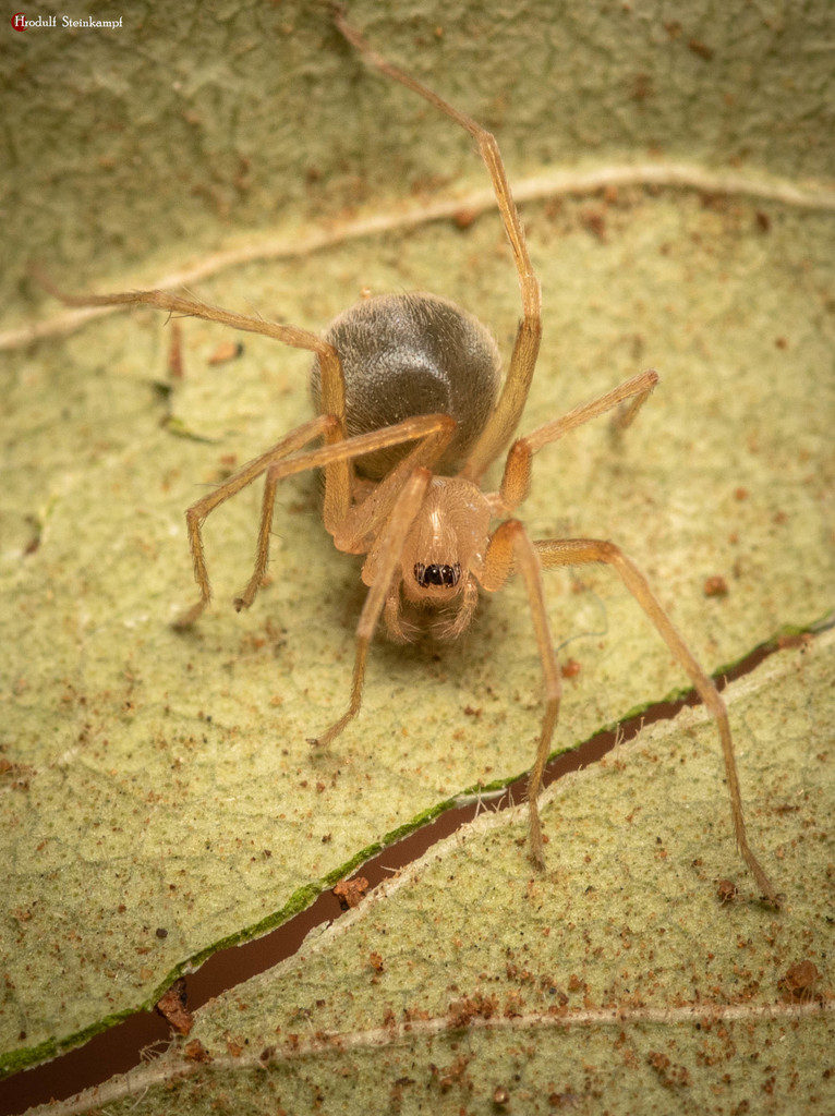 Dalmasula goblin spiders from Sendelingsdrif, South Africa on July 17 ...