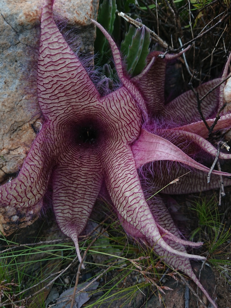 Zulu Giant in January 2022 by Matt Prinsloo · iNaturalist