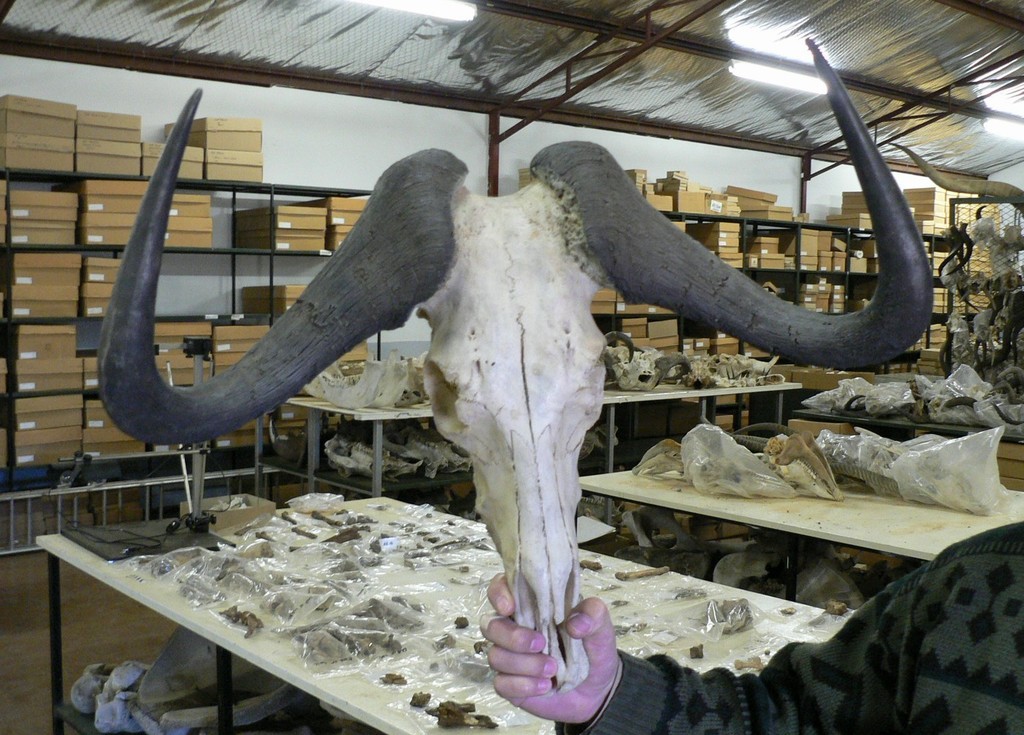 Connochaetes gnou × taurinus (Especies y subespecies (Global ...