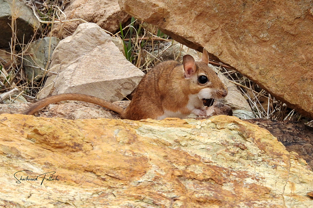 Persian Jird (Meriones persicus) - Know Your Mammals