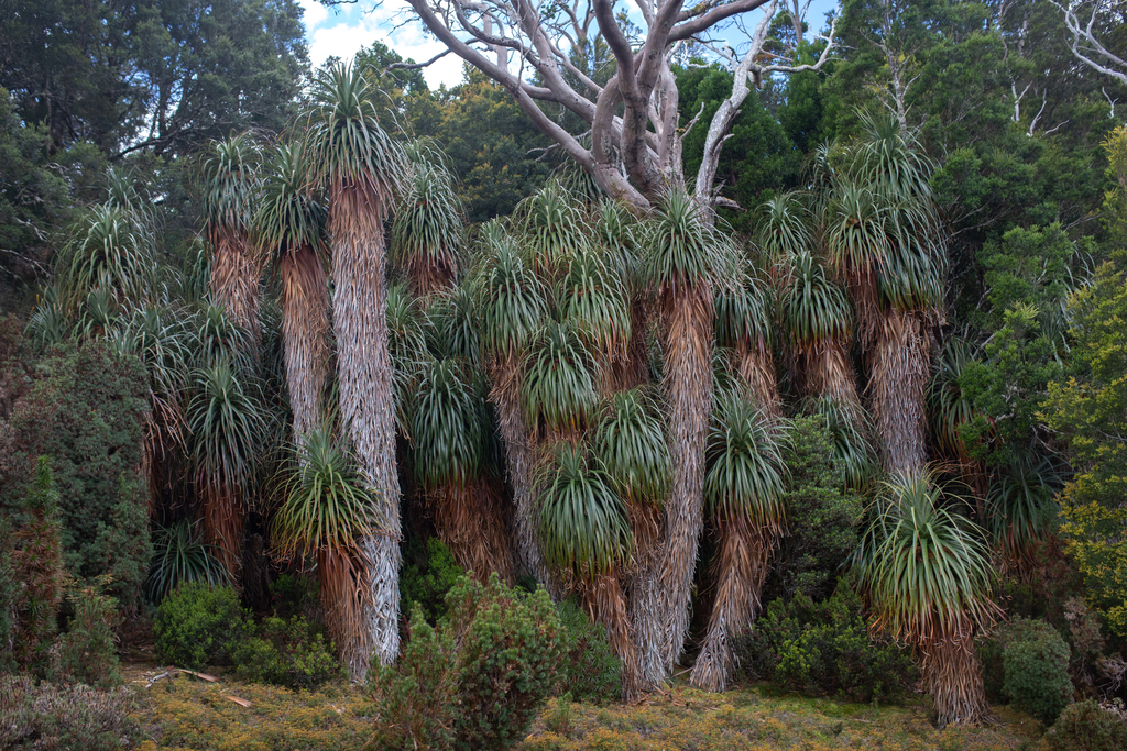 Pandani from Cradle Mountain TAS 7306, Australia on January 11, 2022 at ...