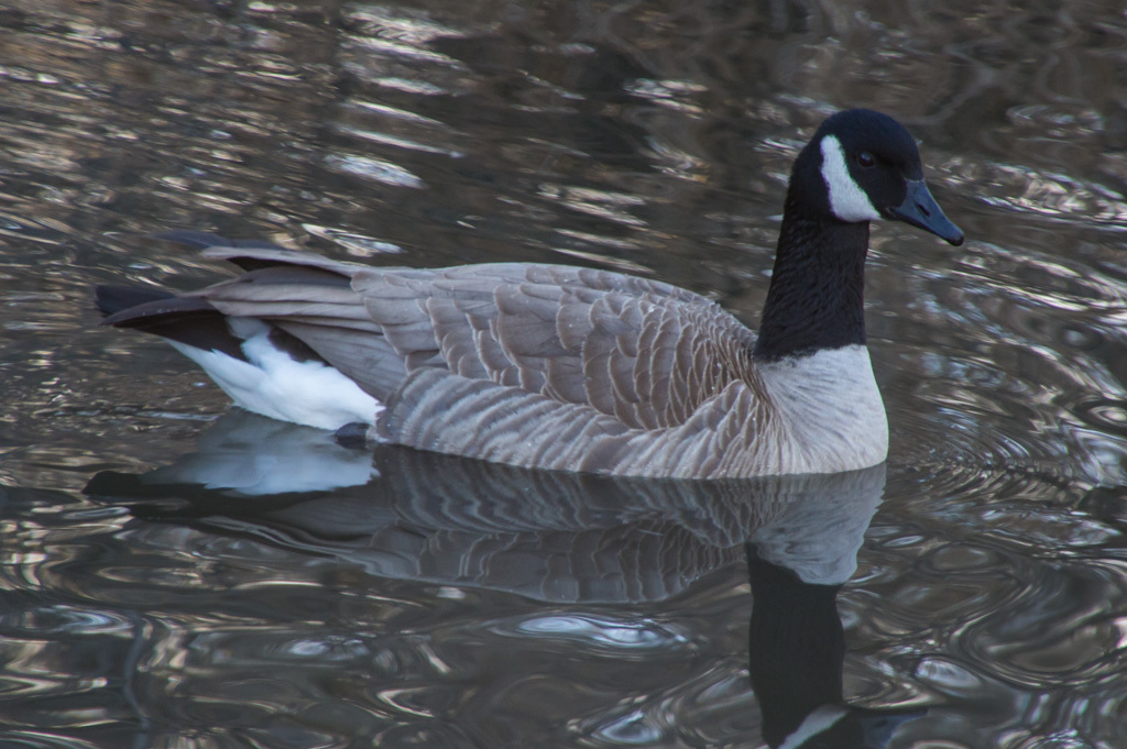 Black Geese from Boise, ID, USA on February 15, 2018 at 04:05 PM by ...