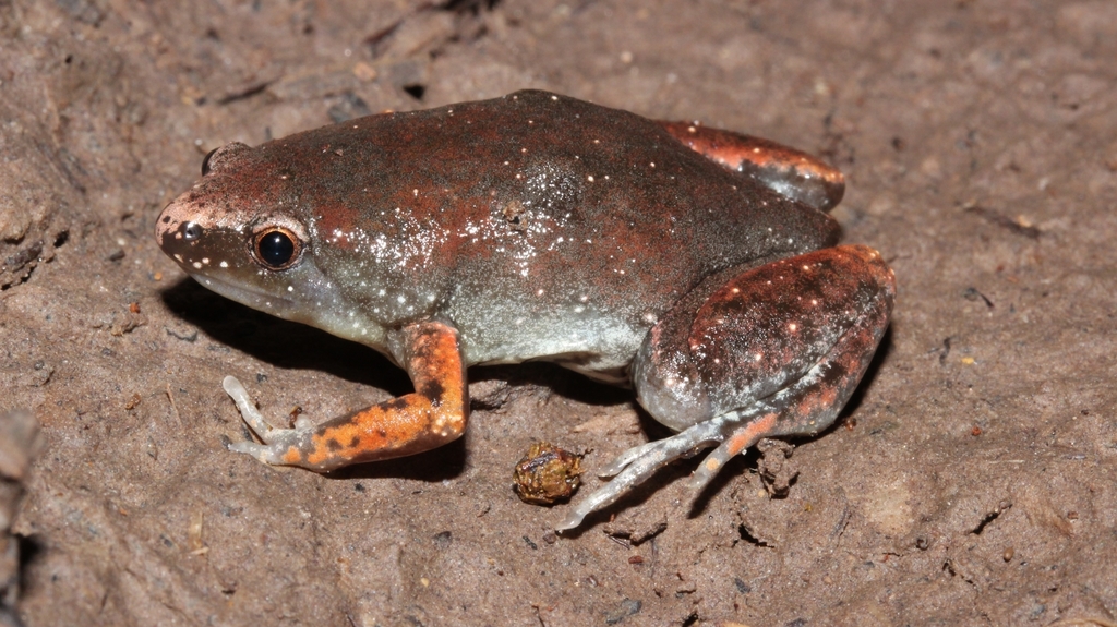 Bassler's Humming Frog from Tefé - AM, 69470-000, Brasil on January 11 ...