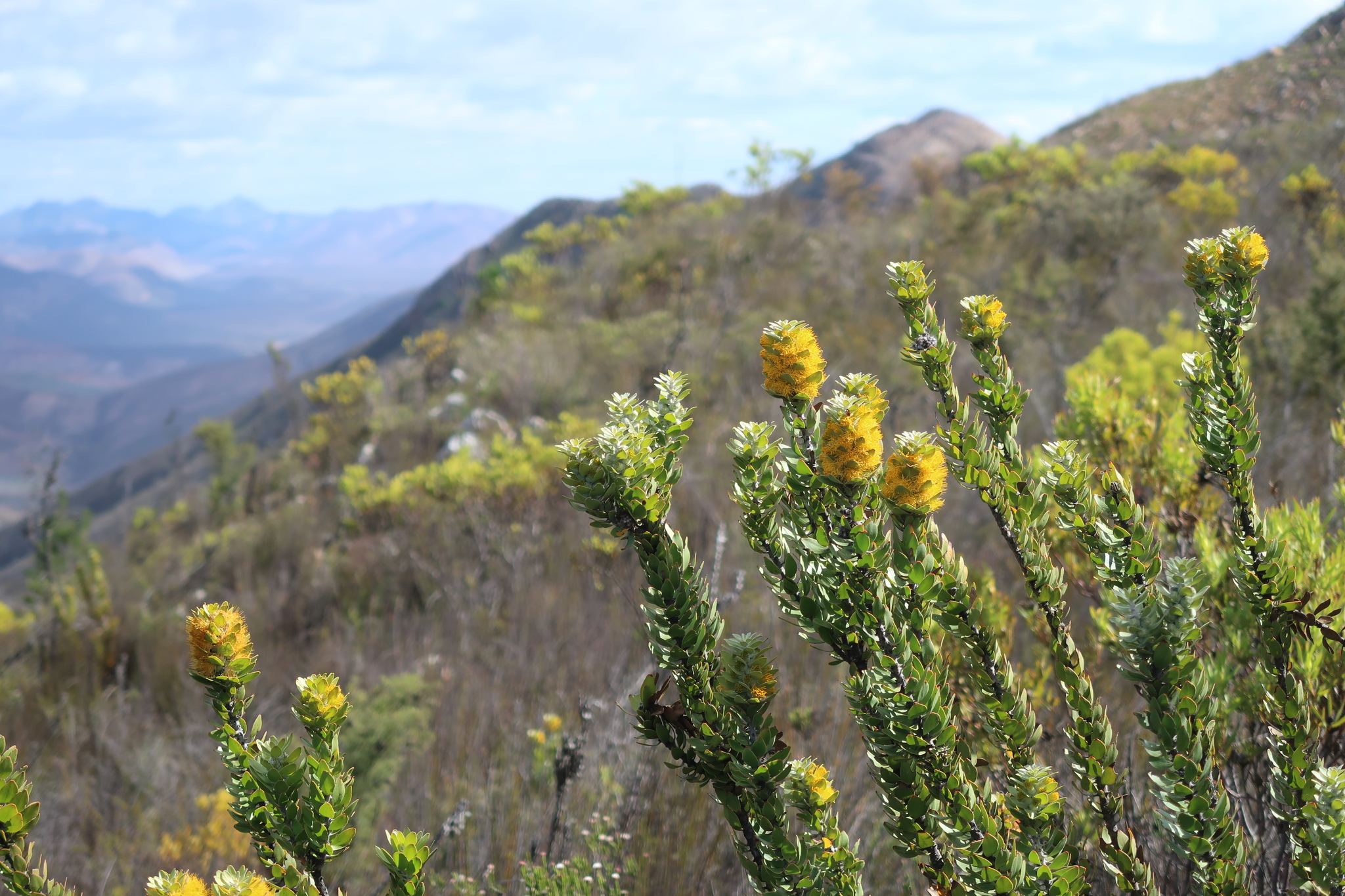 Mimetes chrysanthus Rourke