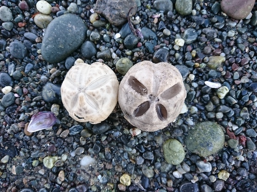 Abatus cavernosus · iNaturalist