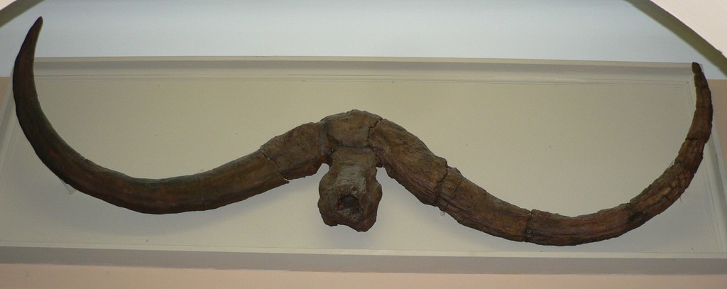 Giant Long-horned Buffalo (Syncerus antiquus) - Know Your Mammals