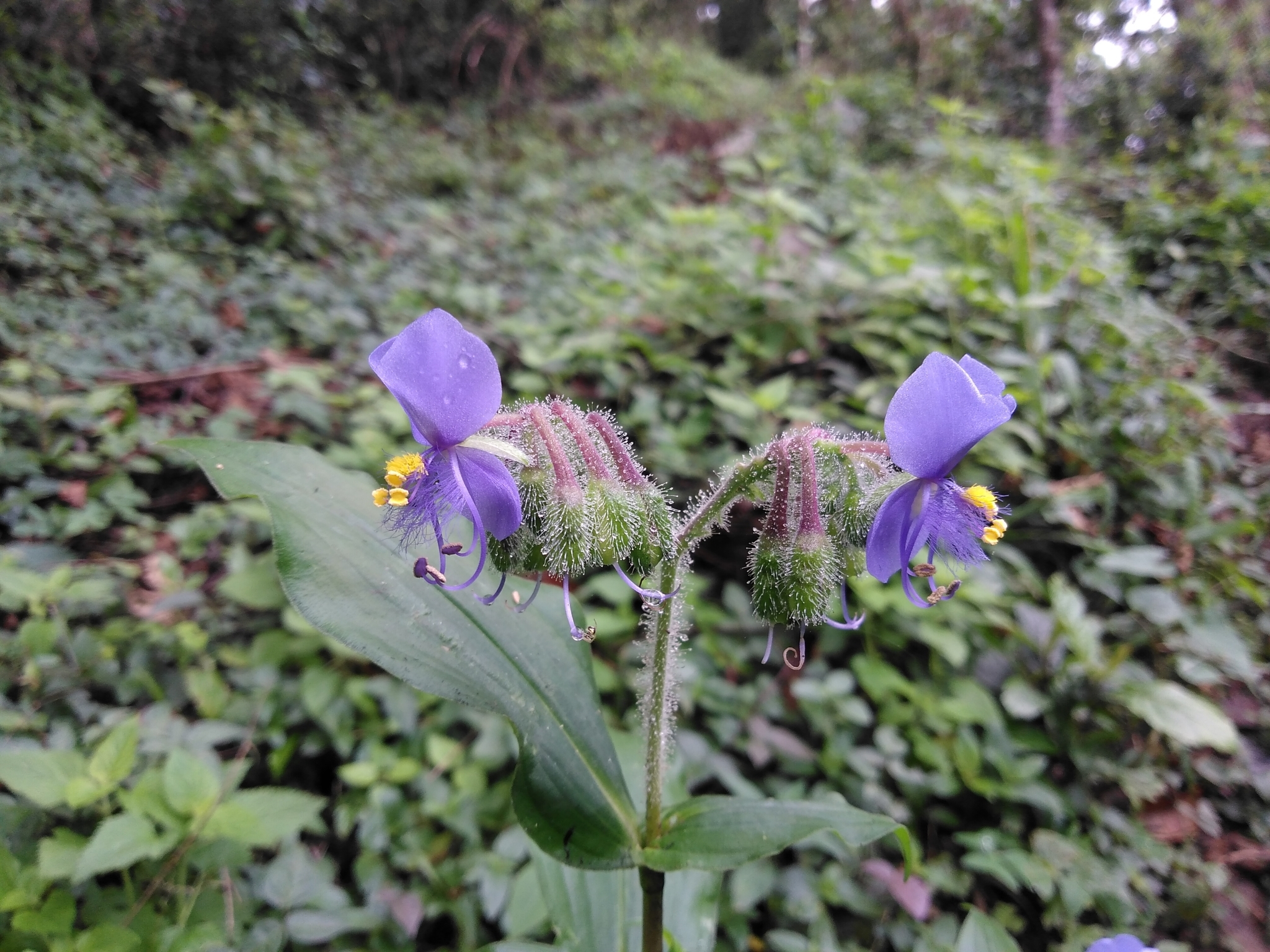 Tinantia erecta (Jacq.) Fenzl