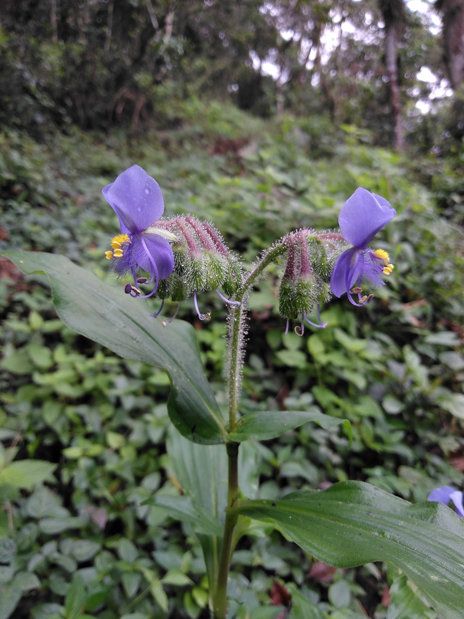 Tinantia erecta (Jacq.) Fenzl