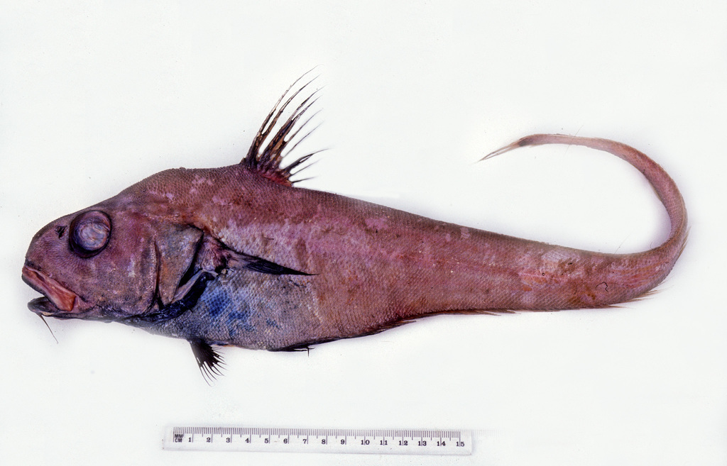 Bulbous Whiptail (Kuronezumia bubonis) - Marine Life Identification
