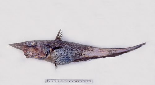 Bigsnout Whiptail (Coelorinchus macrorhynchus) · iNaturalist