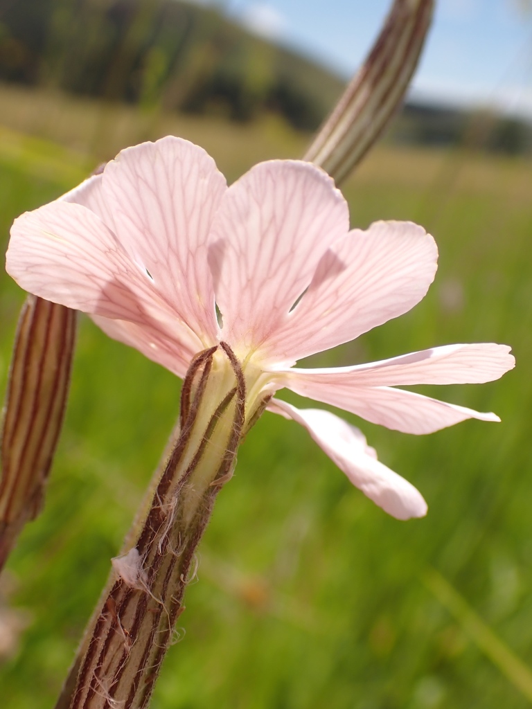 African dream root from Nkangala, Mpumalanga, South Africa on January ...