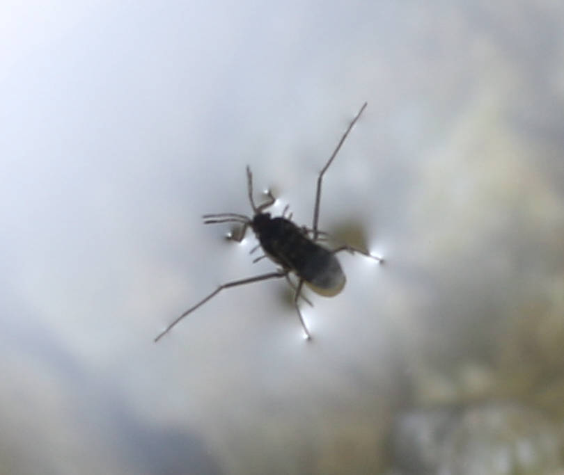 Coral Bugs from 中国海南省三亚市 on January 15, 2022 at 12:04 PM by Shiwan Lu ...