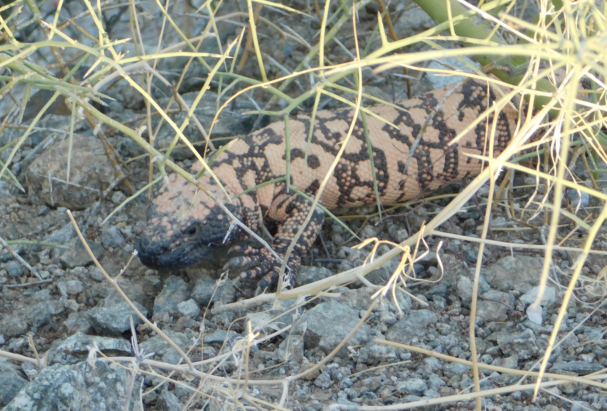 Heloderma suspectum cinctum Bogert & Martín Del Campo, 1956